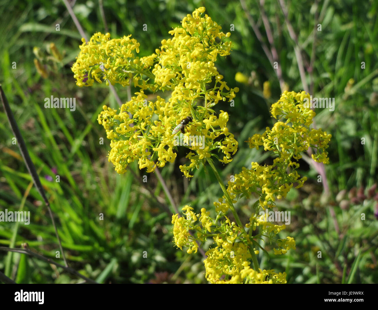 This image depicts the plant Galium verum, commonly known as yellow ...