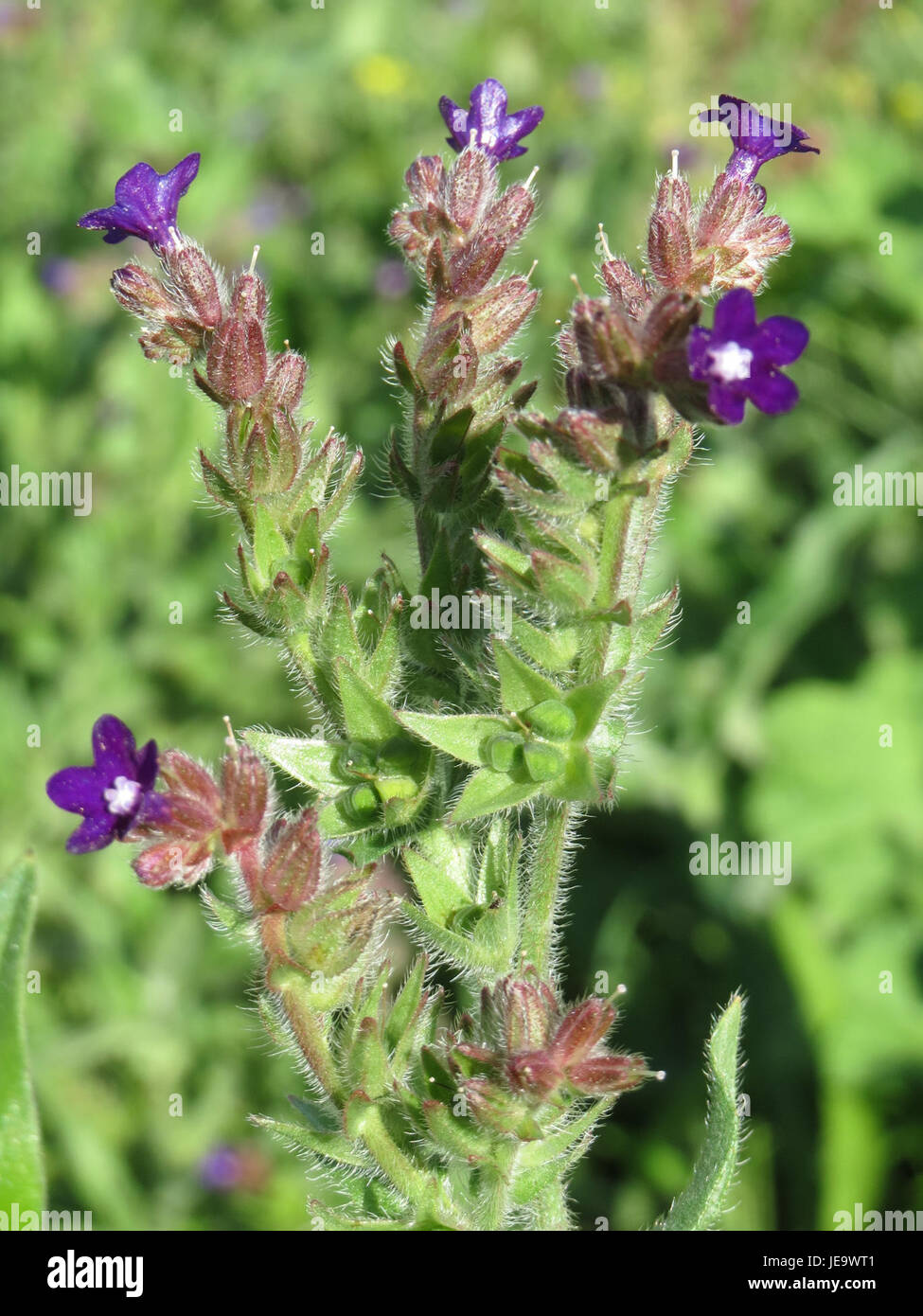 Anchusa officinalis, commonly known as common alkanet, is a flowering ...