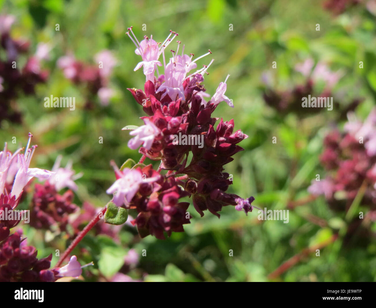Origanum vulgare, commonly known as oregano, is a herb widely used in ...