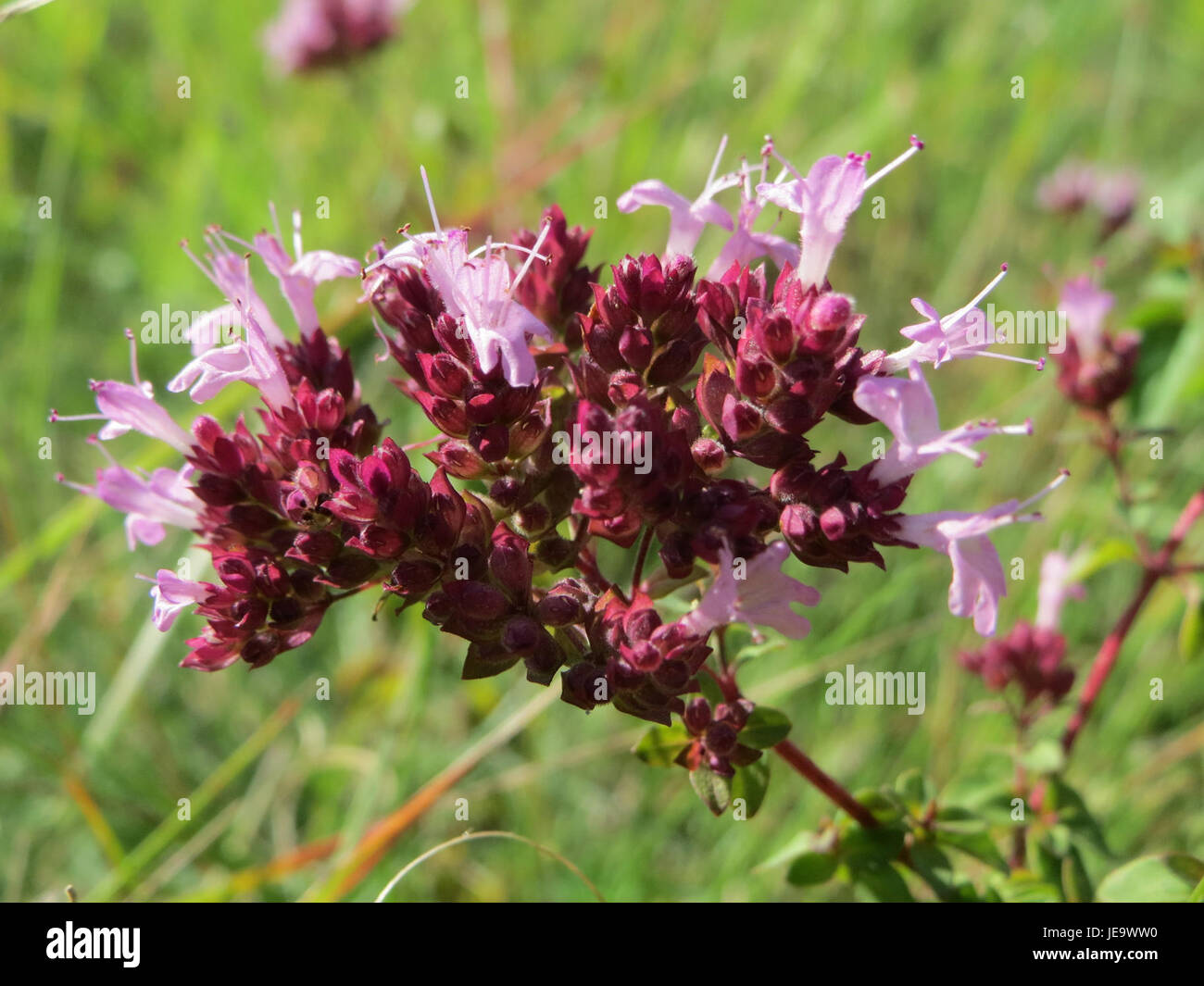 Origanum vulgare, commonly known as oregano, is a flowering plant ...