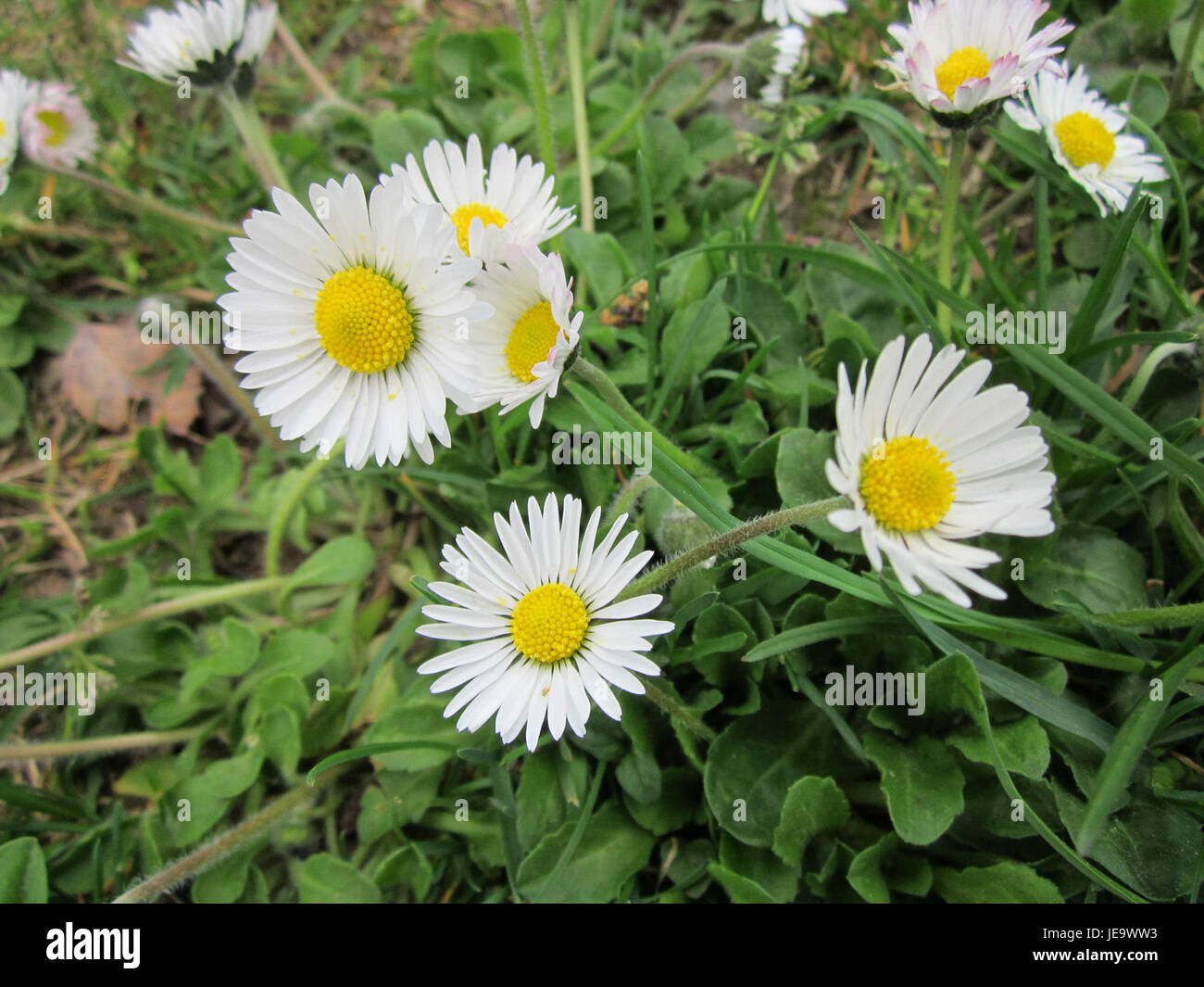 The image showcases the delicate flowers of the Gaensebluemchen (daisy ...