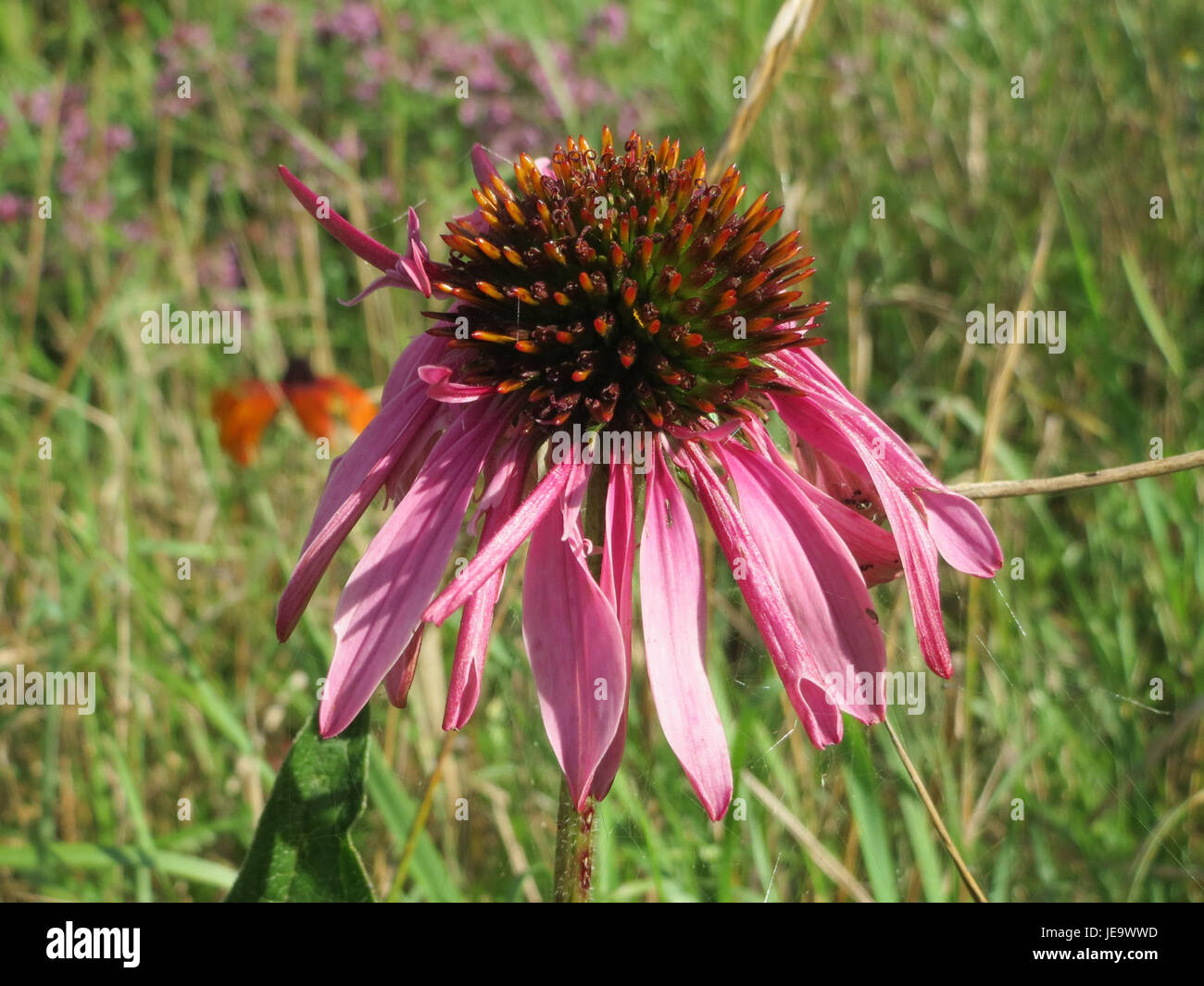 Echinacea purpurea, commonly known as purple coneflower, is a flowering ...