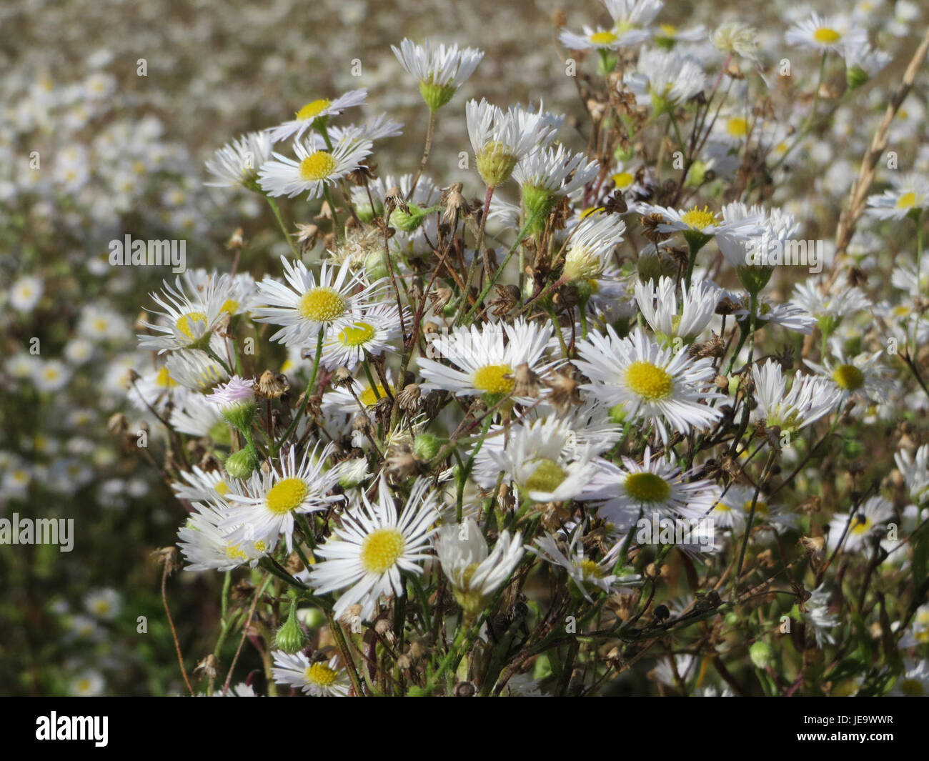 Flowers annual fleabane erigeron annuus hi-res stock photography and ...