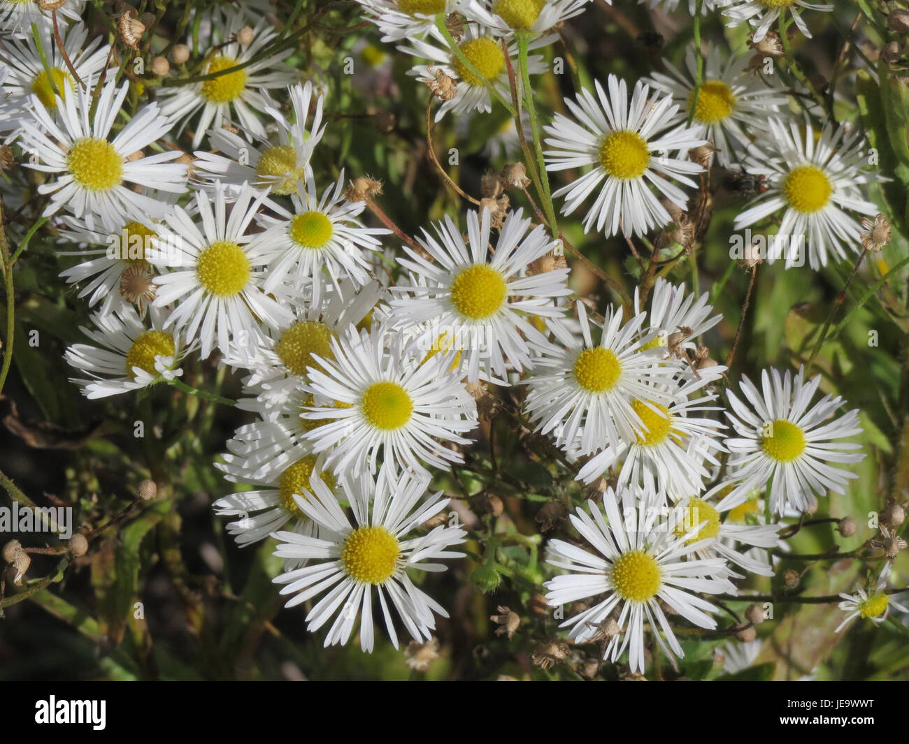 Erigeron annuus, commonly known as annual fleabane, is a wildflower ...