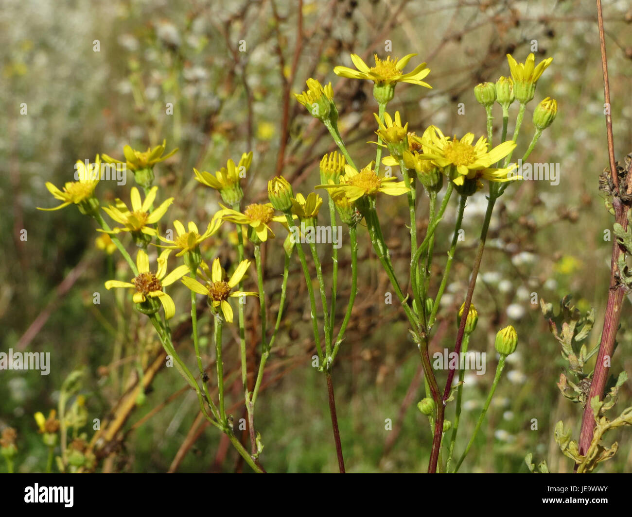 Jacobaea vulgaris, commonly known as common ragwort, is a perennial ...