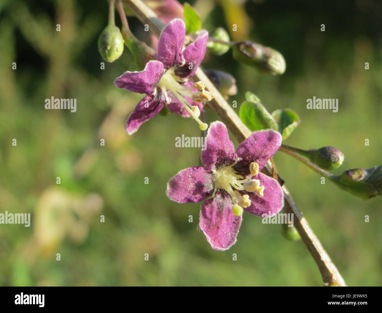 Lycium barbarum, commonly known as goji berry, is a plant native to ...