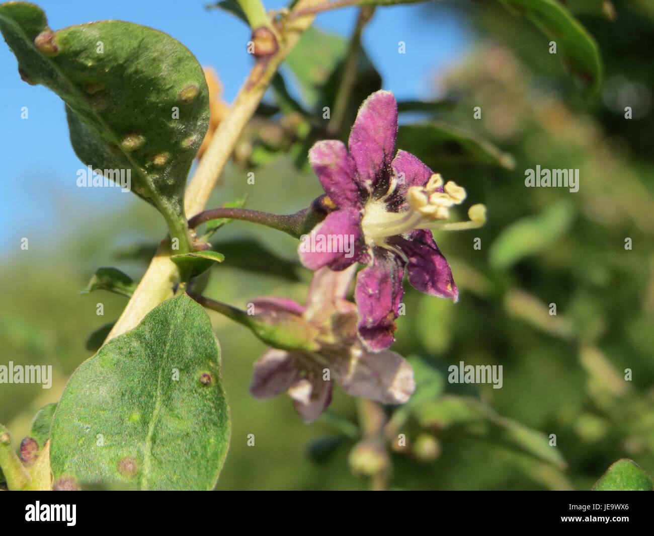 Image of Lycium barbarum, commonly known as goji berry, a plant bearing ...