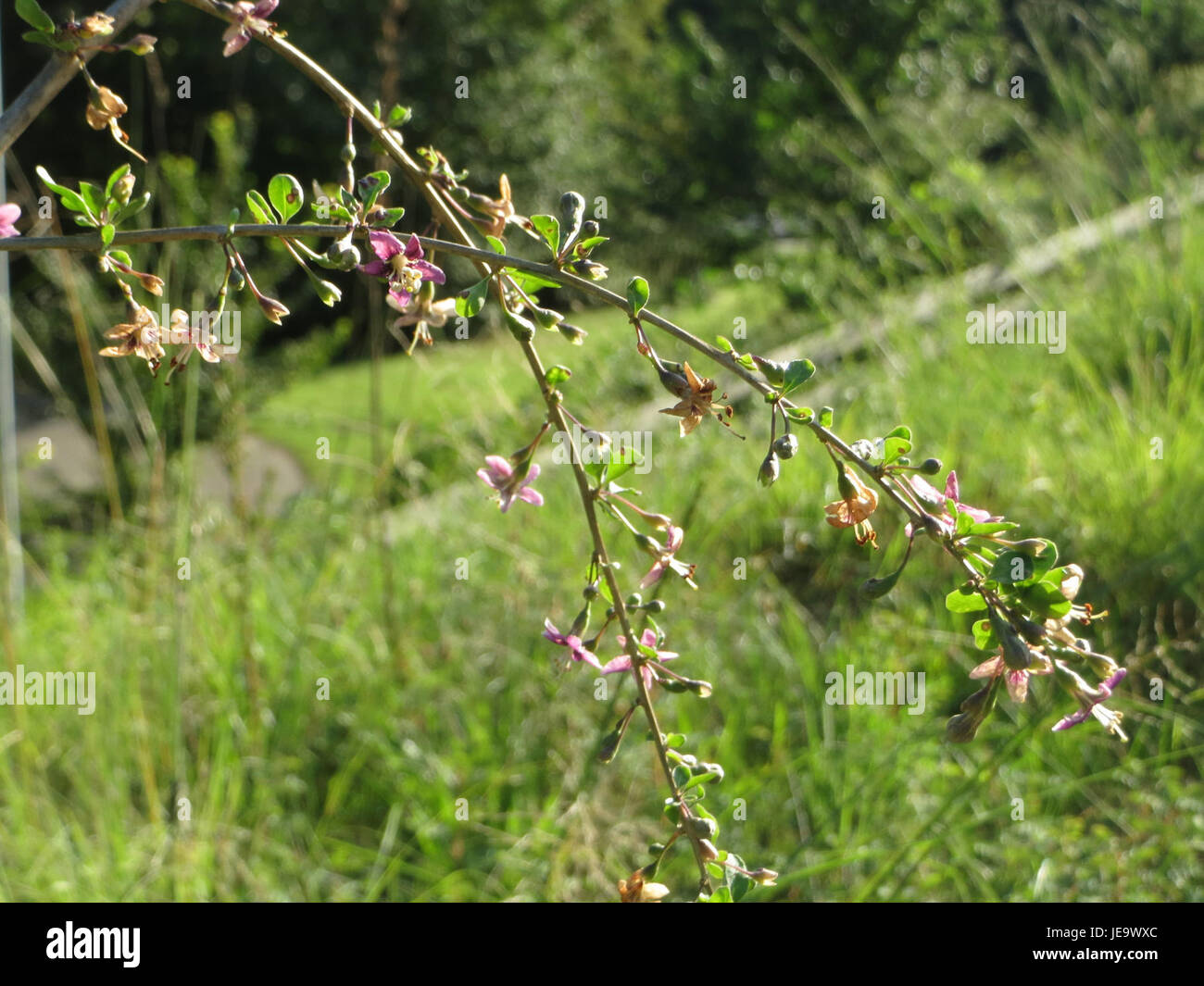 Lycium barbarum, also known as goji berry, is a shrub native to Asia ...