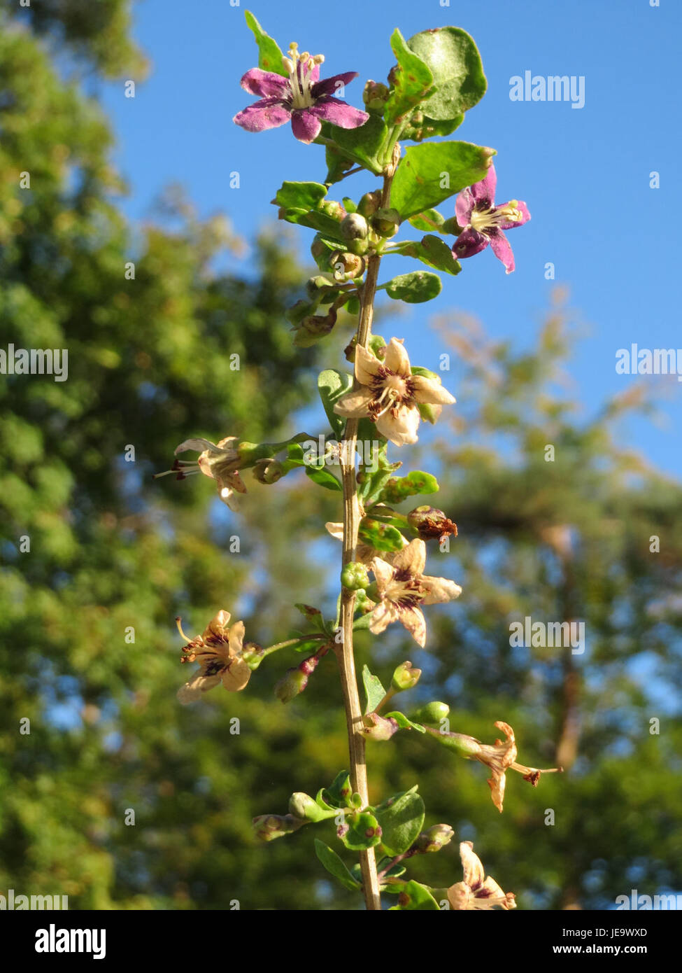 Lycium barbarum, also known as goji berry, is a plant valued for its ...