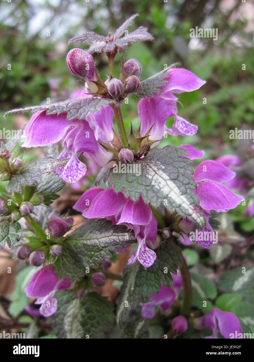 Dead nettle ground cover hi-res stock photography and images - Alamy