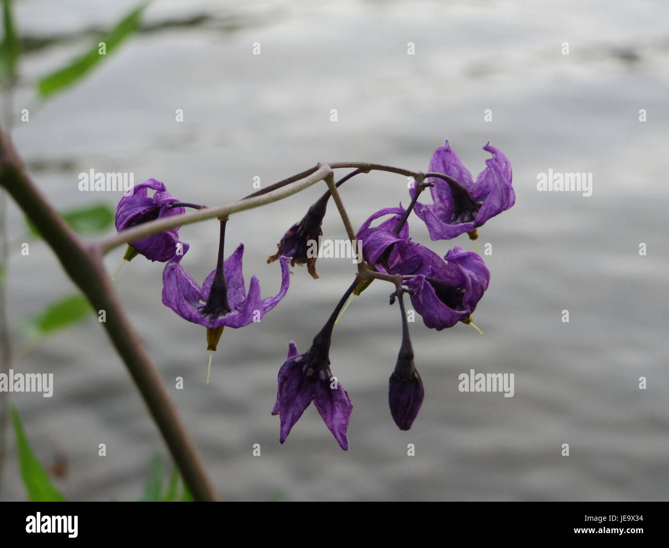 Solanum dulcamara, commonly known as bittersweet nightshade, is a ...
