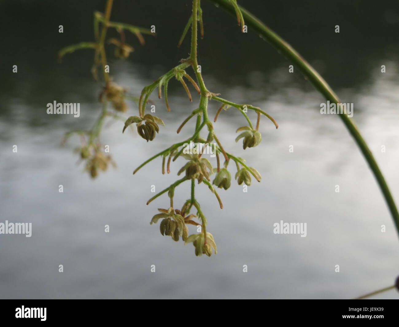 Humulus lupulus, commonly known as hops, is a flowering plant native to ...