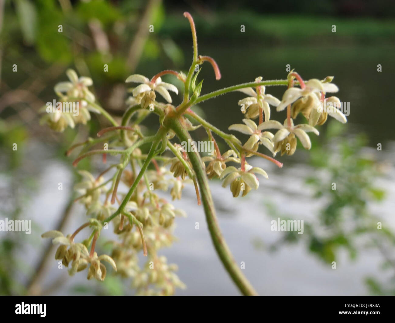 Humulus lupulus, commonly known as hops, is a key ingredient in brewing ...