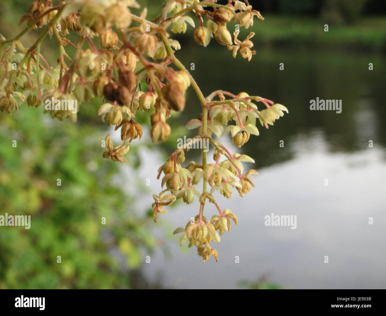 A photograph of Humulus lupulus, commonly known as hops, showcasing its ...