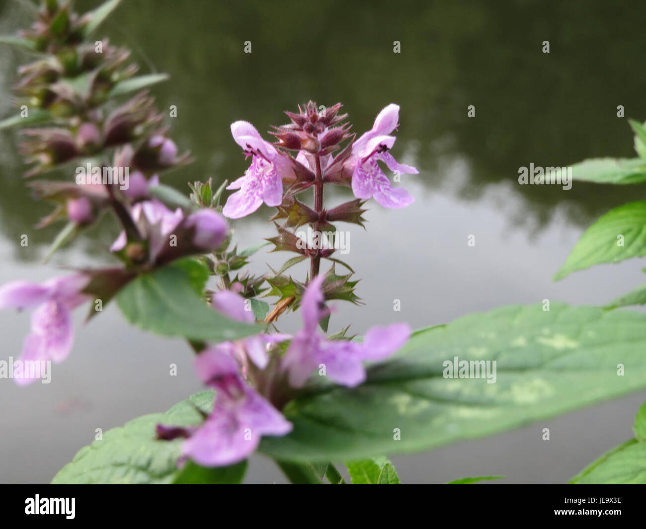 Stachys palustris, commonly known as marsh woundwort, is a perennial ...