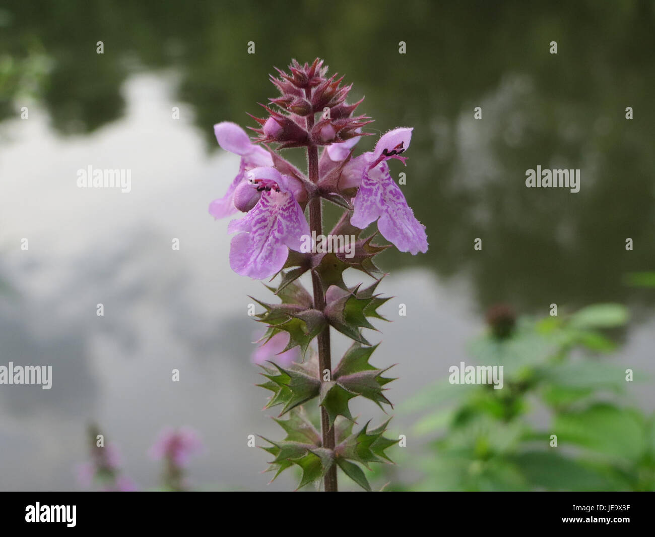 Stachys palustris, commonly known as marsh woundwort, is a perennial ...