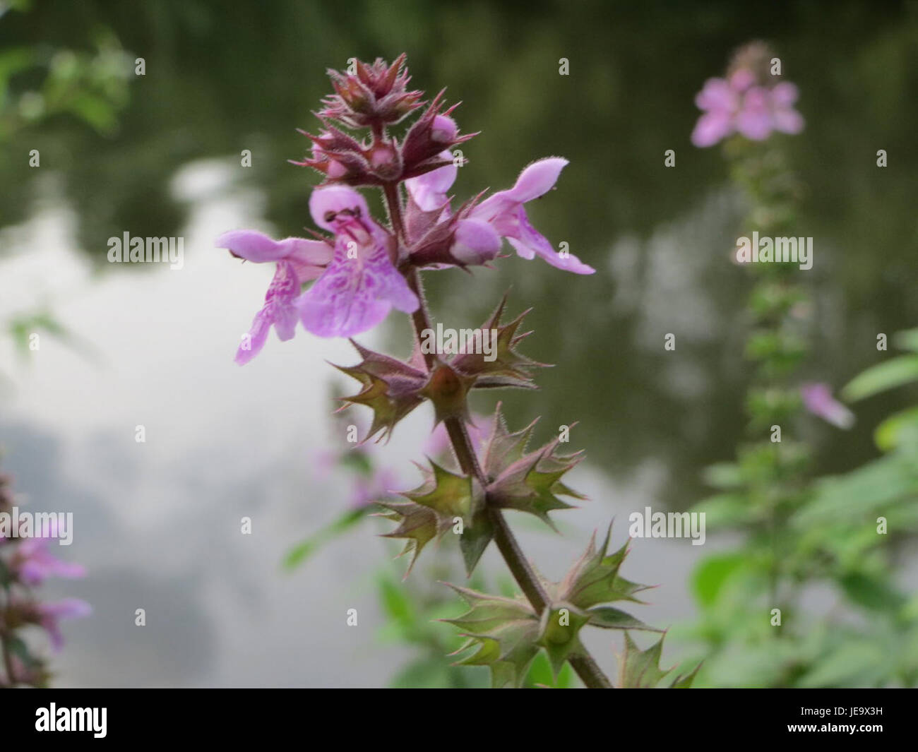Stachys palustris, commonly known as marsh woundwort, is a perennial ...