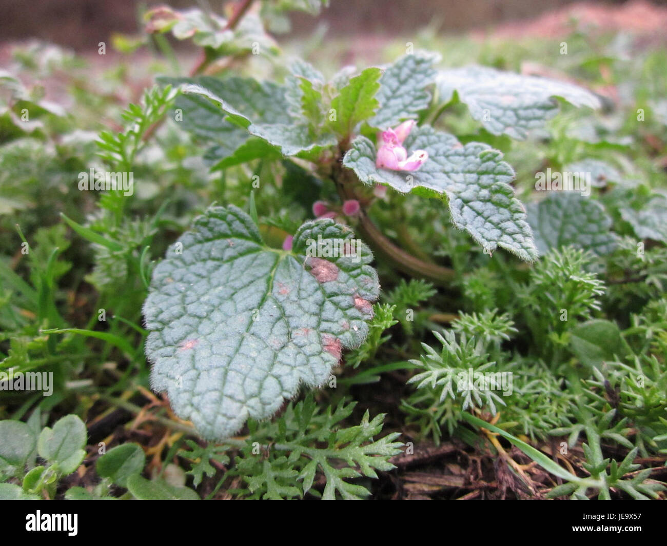Taubnessel, or dead-nettle, is a flowering plant commonly found in ...