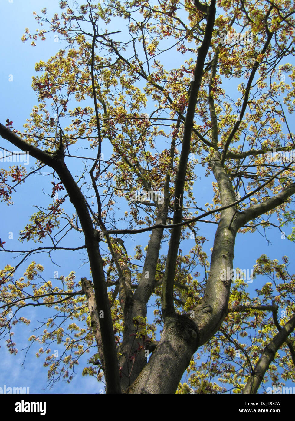 This photograph captures the vibrant spring foliage of an oak tree in ...