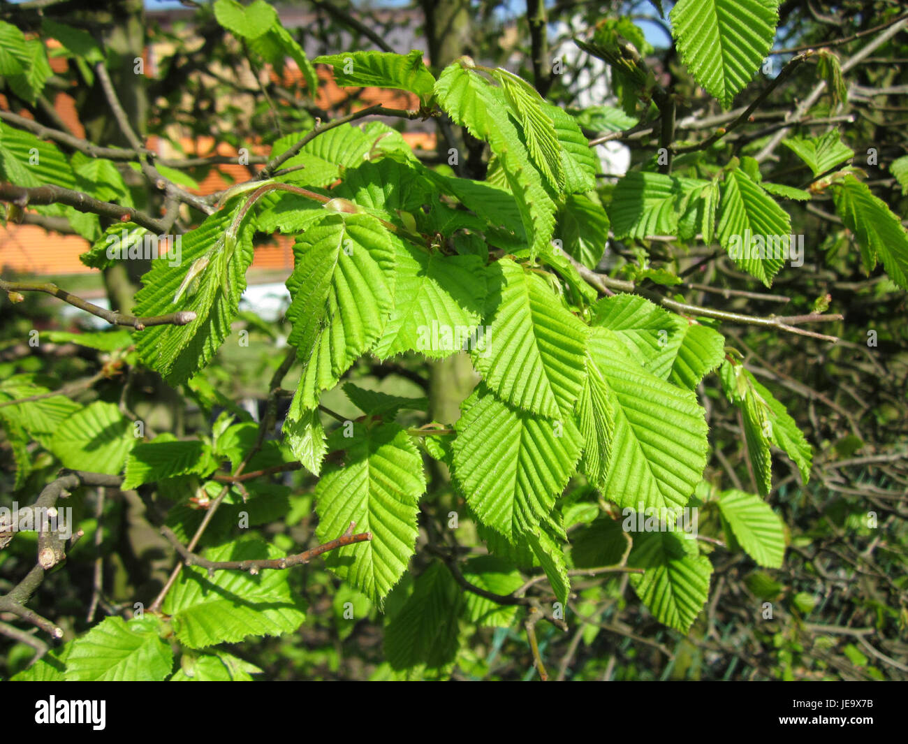 This image captures a hornbeam hedge (Carpinus betulus) in Hockenheim ...