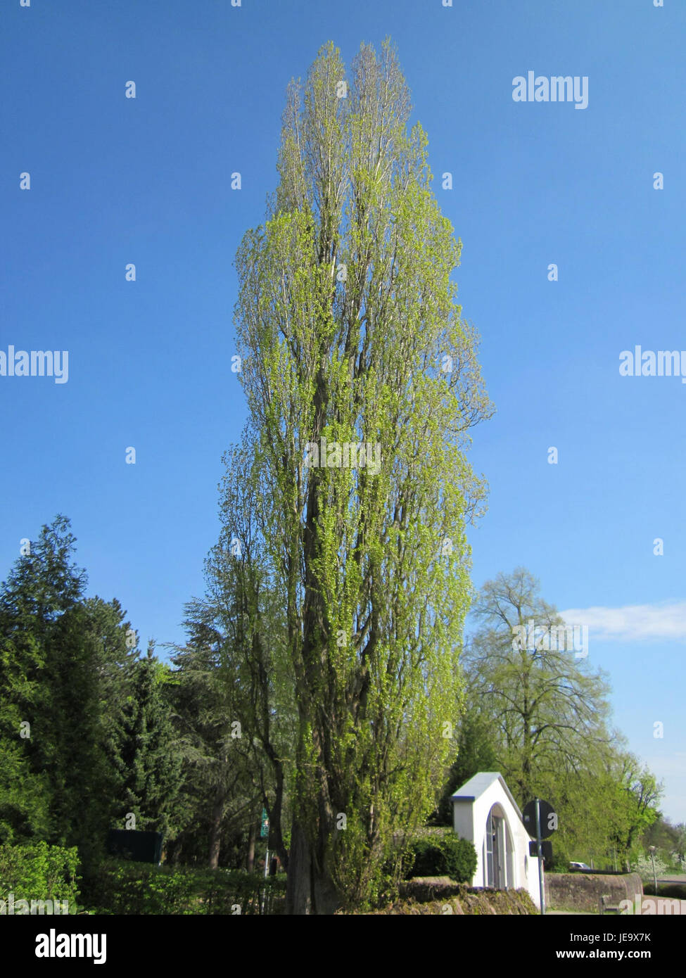 This image shows the Pyramidenpappel tree at the Hockenheim cemetery in ...
