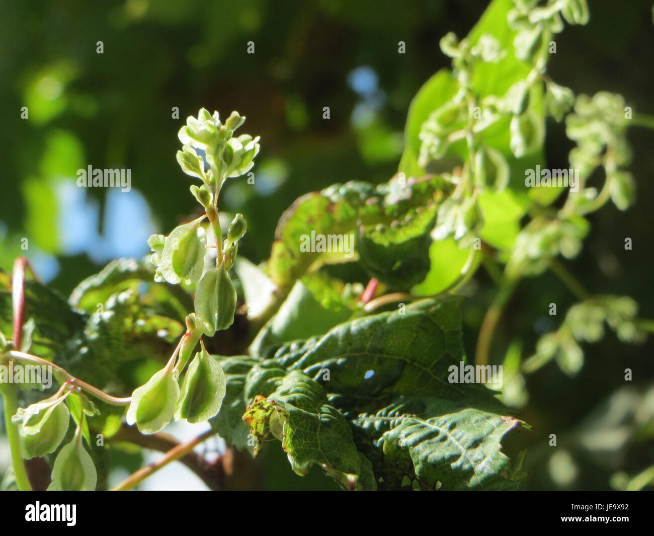 This image shows Fallopia dumetorum, a plant species in the knotweed ...