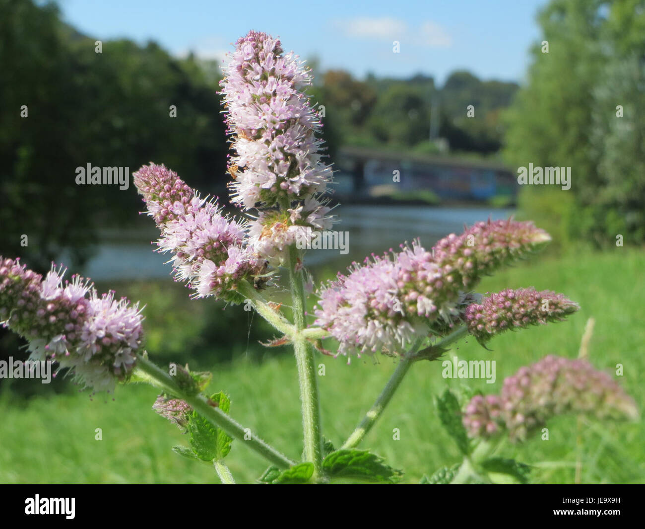 Mentha suaveolens, also known as apple mint, is a species of mint ...