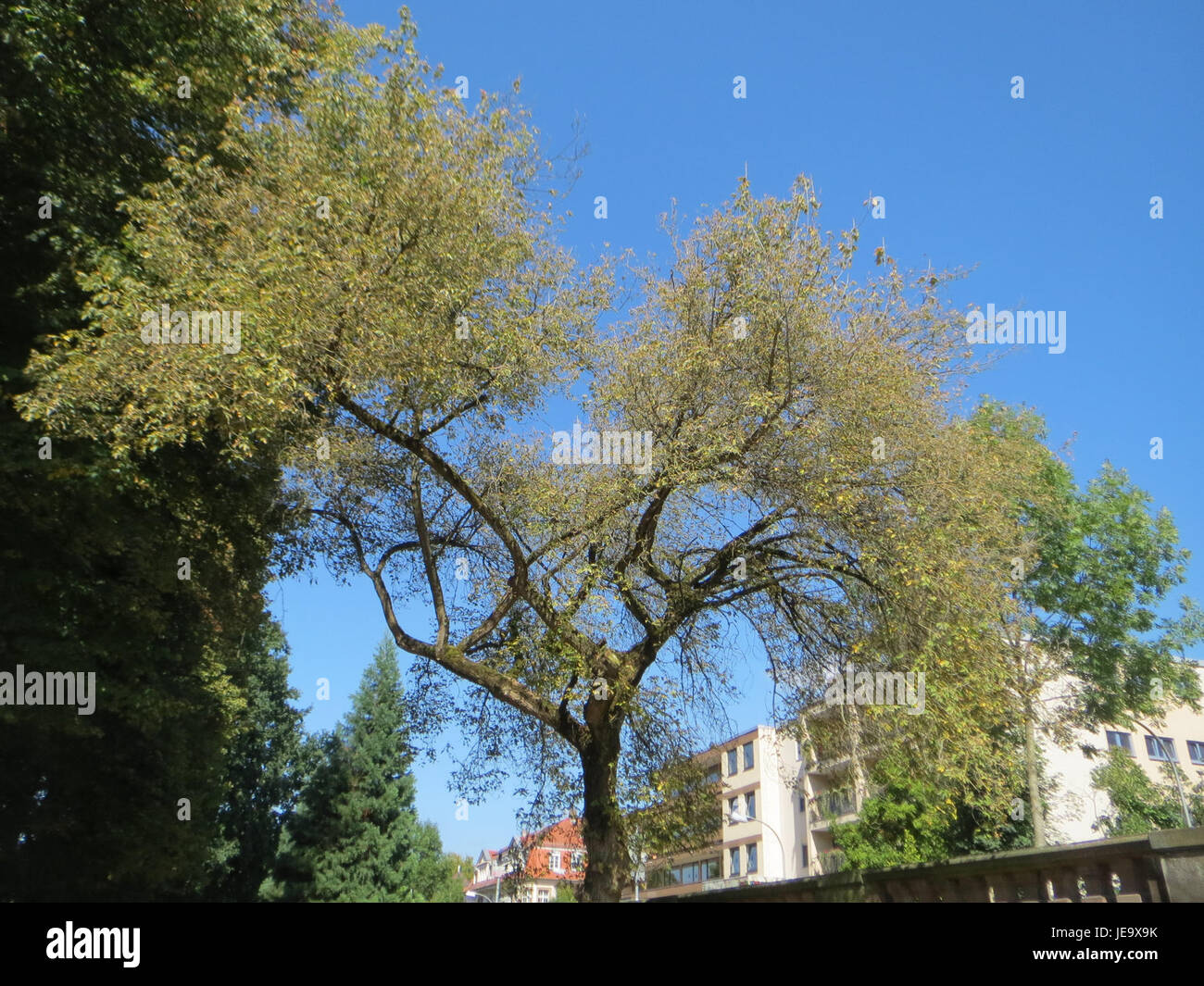 *Acer negundo*, commonly known as boxelder maple, is a fast-growing ...