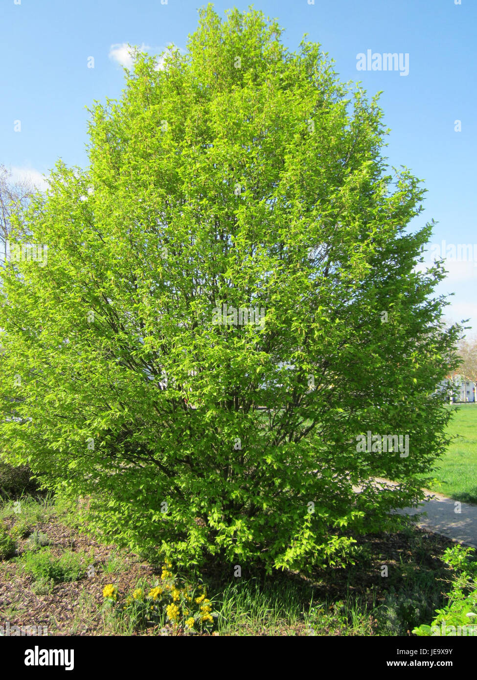 This image shows the Hainbuche, or Hornbeam (Carpinus betulus), a ...