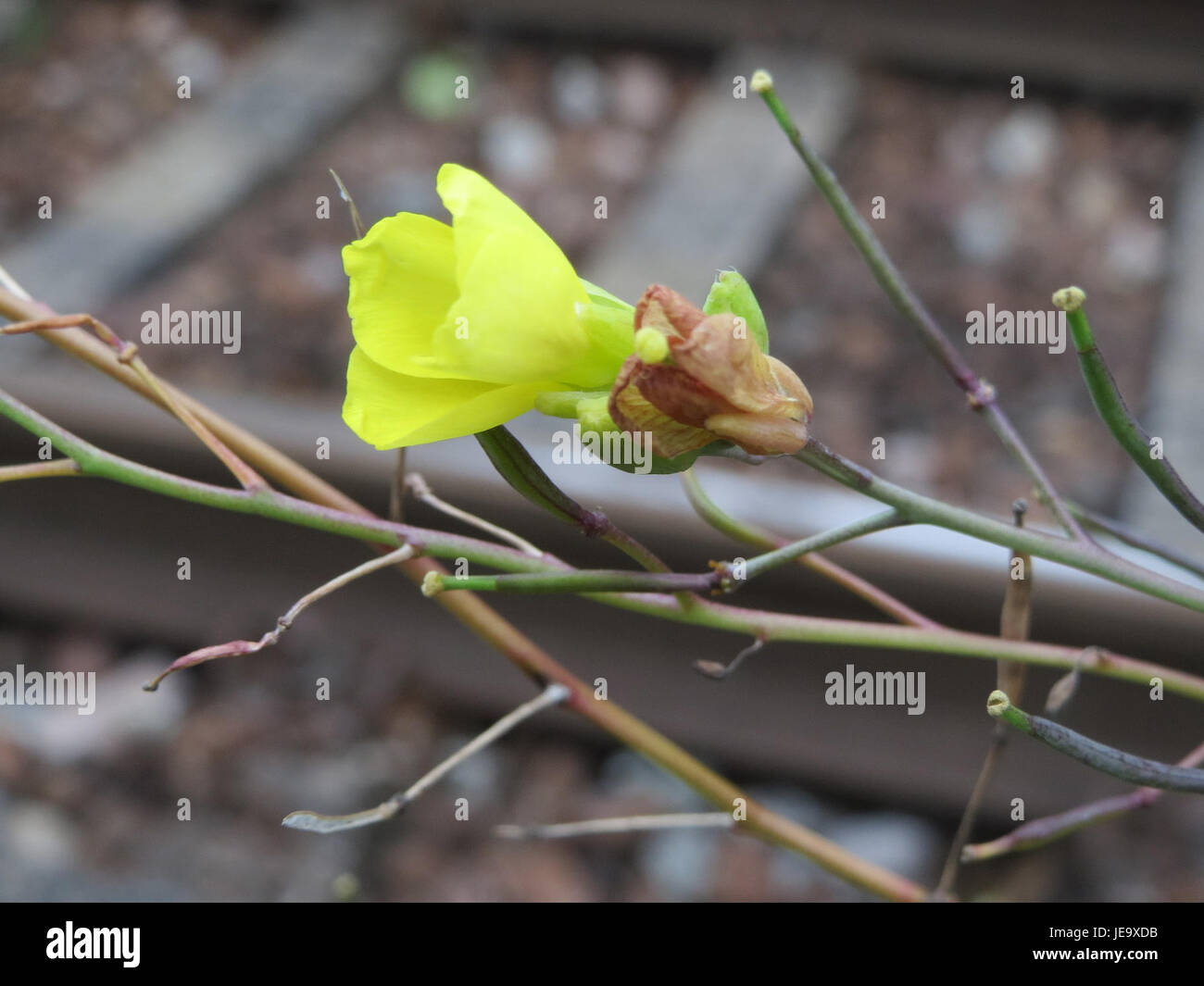 This photograph captures Diplotaxis tenuifolia, known as wild rocket ...