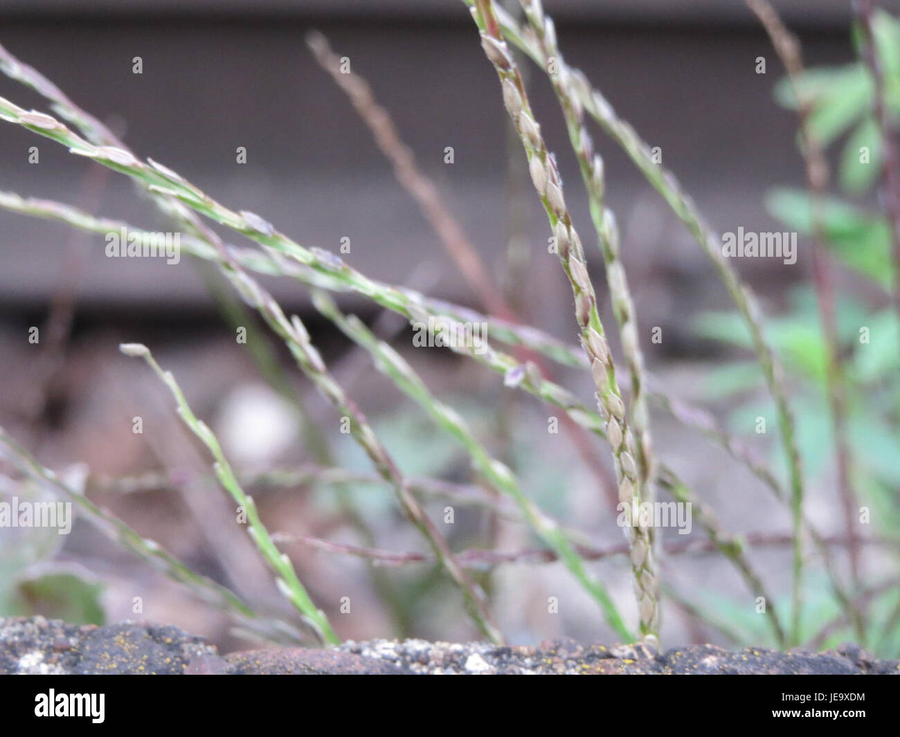 Digitaria sanguinalis, commonly known as crabgrass, is an annual grass ...