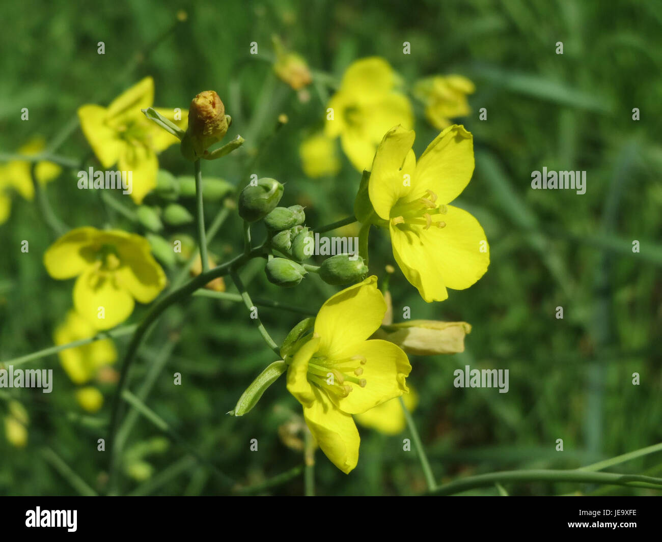 Diplotaxis tenuifolia, commonly known as wild rocket, is a perennial ...