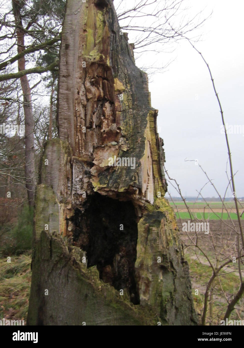 The image captures a view of the Buche tree in Reilingen, showcasing ...