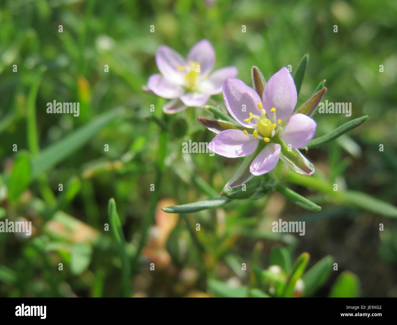 This image from September 5, 2014, shows Spergula rubra, commonly known ...