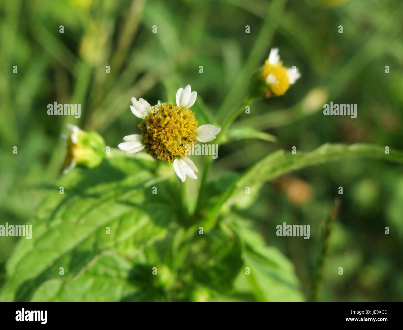 Galinsoga parviflora botanical hi-res stock photography and images - Alamy