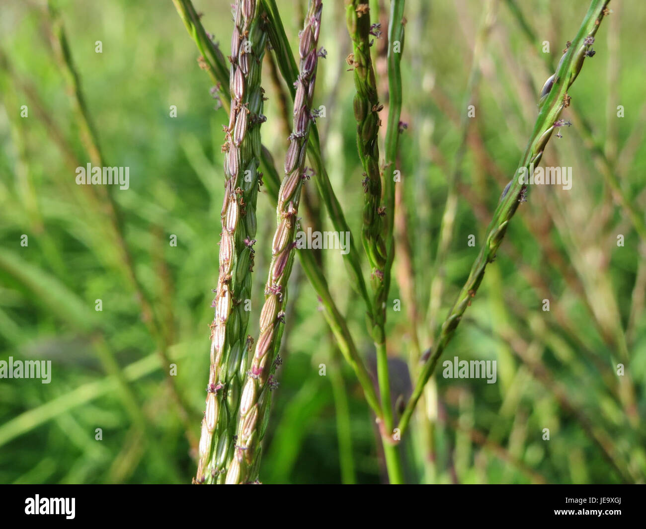 This image features Digitaria sanguinalis, commonly known as crabgrass ...