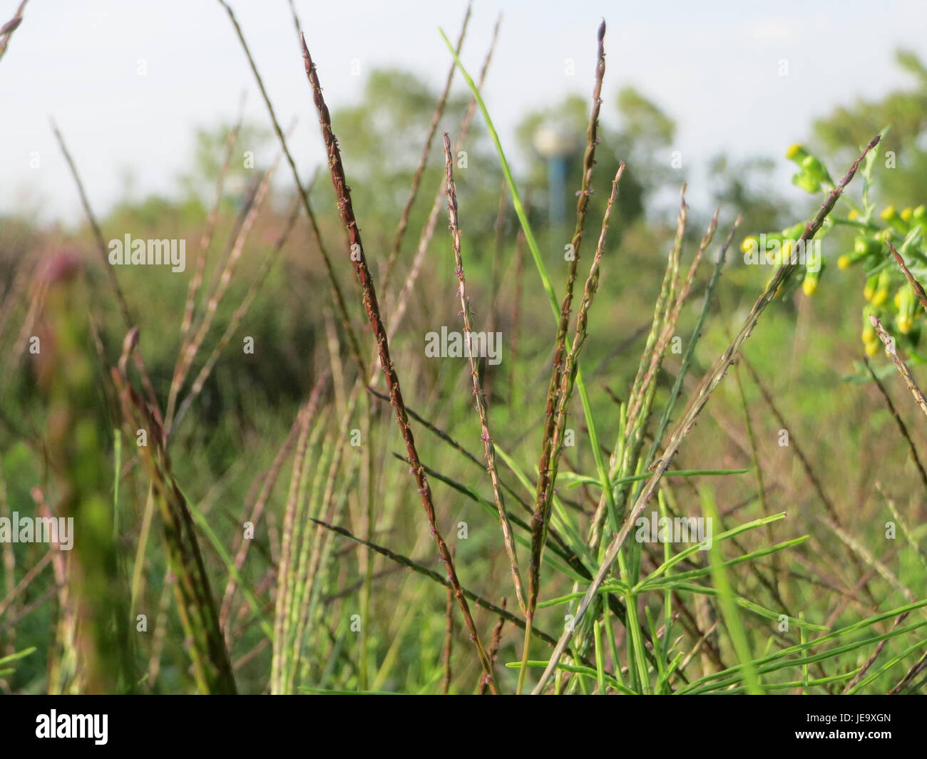 Digitaria grass hi-res stock photography and images - Alamy