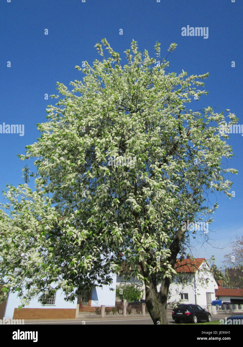 A photograph from April 24, 2013, showcasing the Traubenkirsche (Prunus ...