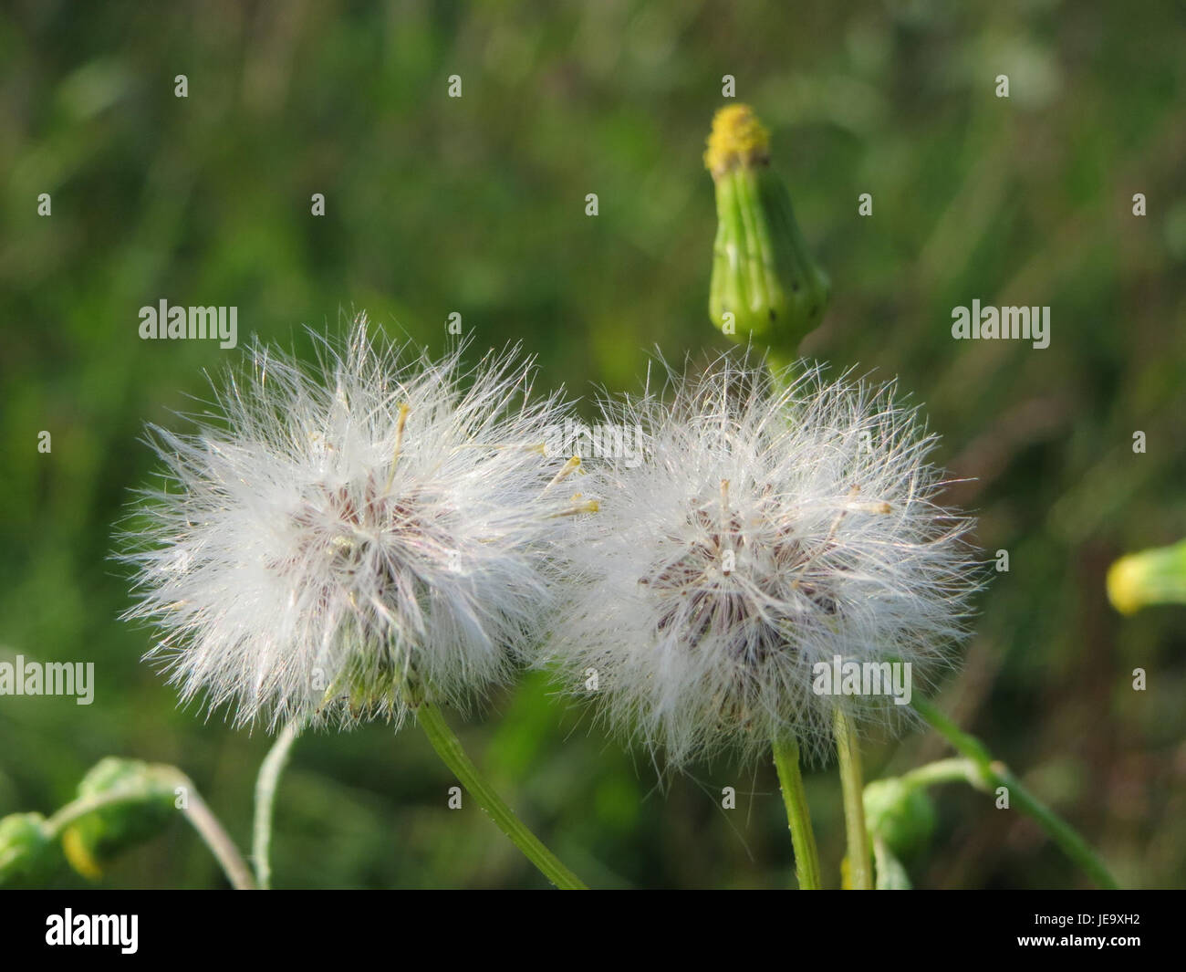Senecio vulgaris, commonly known as groundsel, is a common weed species ...