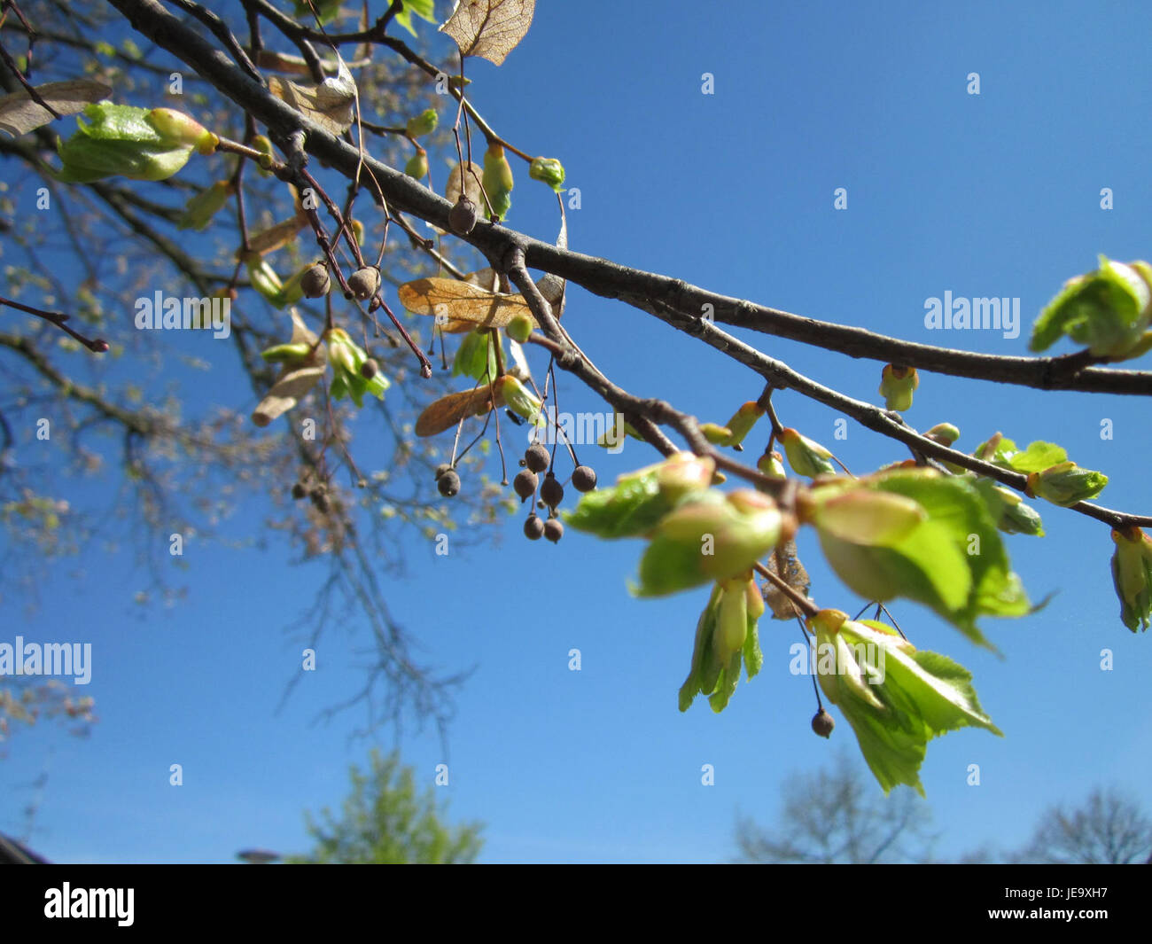 A photograph of a linden tree in Hockenheim, Germany, captured on April ...