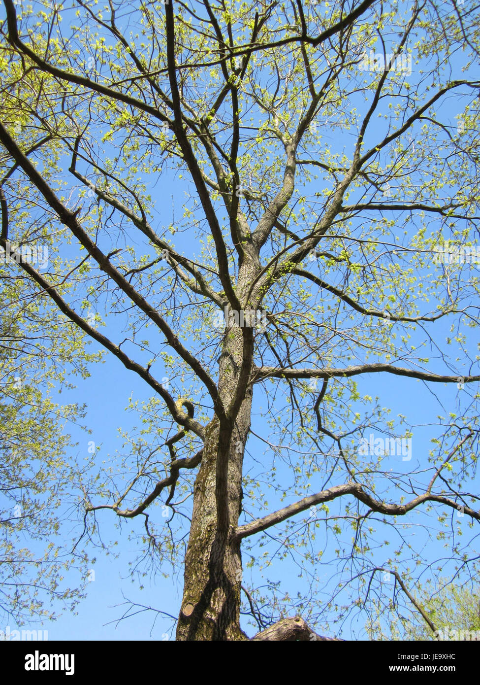 Broad oak hi-res stock photography and images - Alamy