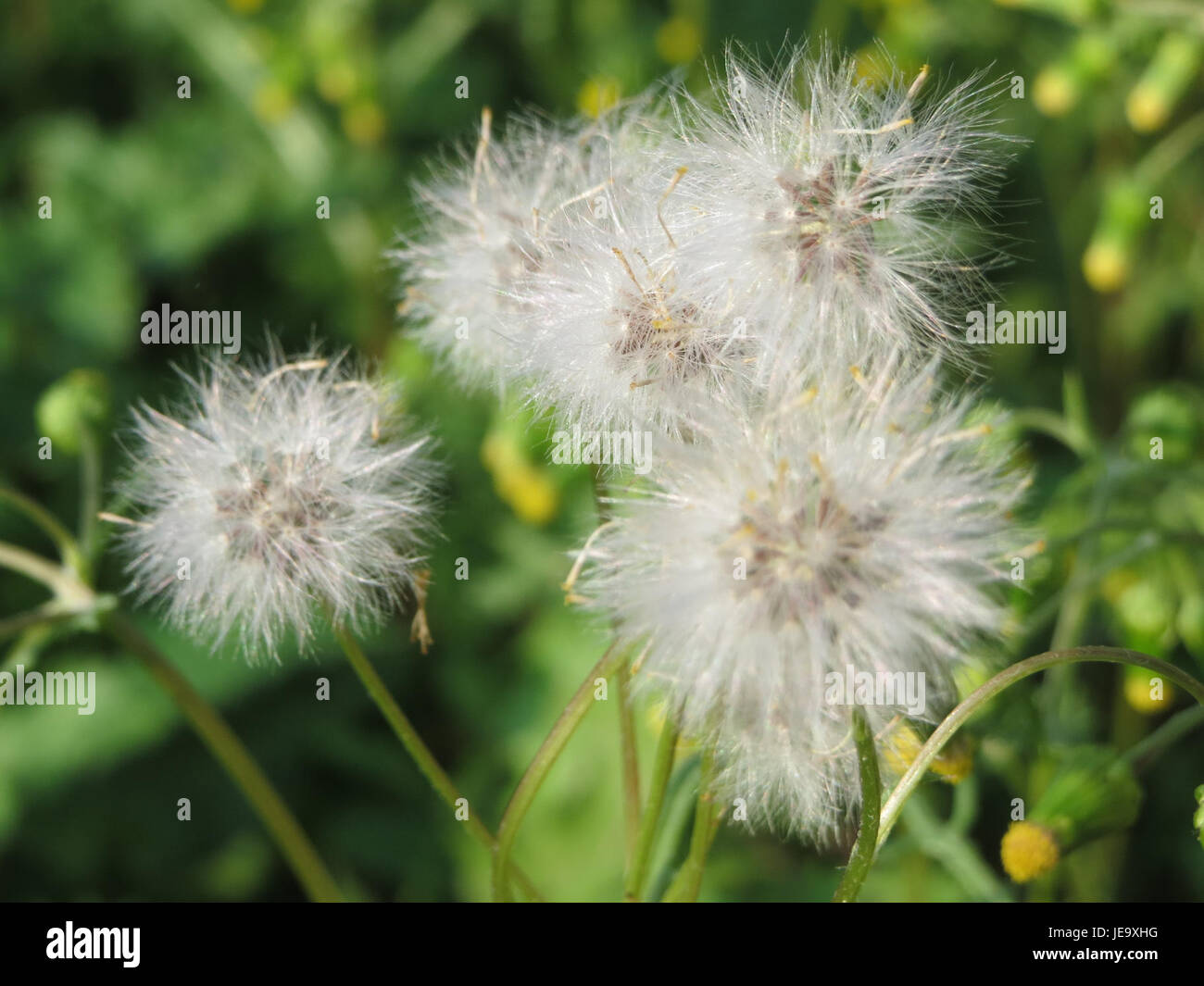 Common groundsel senecio vulgaris hi-res stock photography and images ...