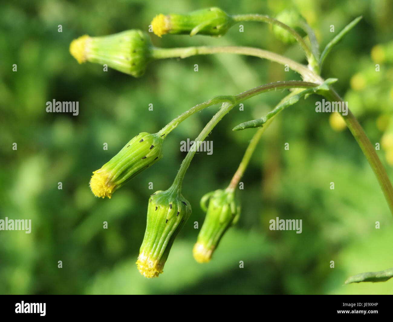 Senecio vulgaris, commonly known as groundsel, is a widespread ...