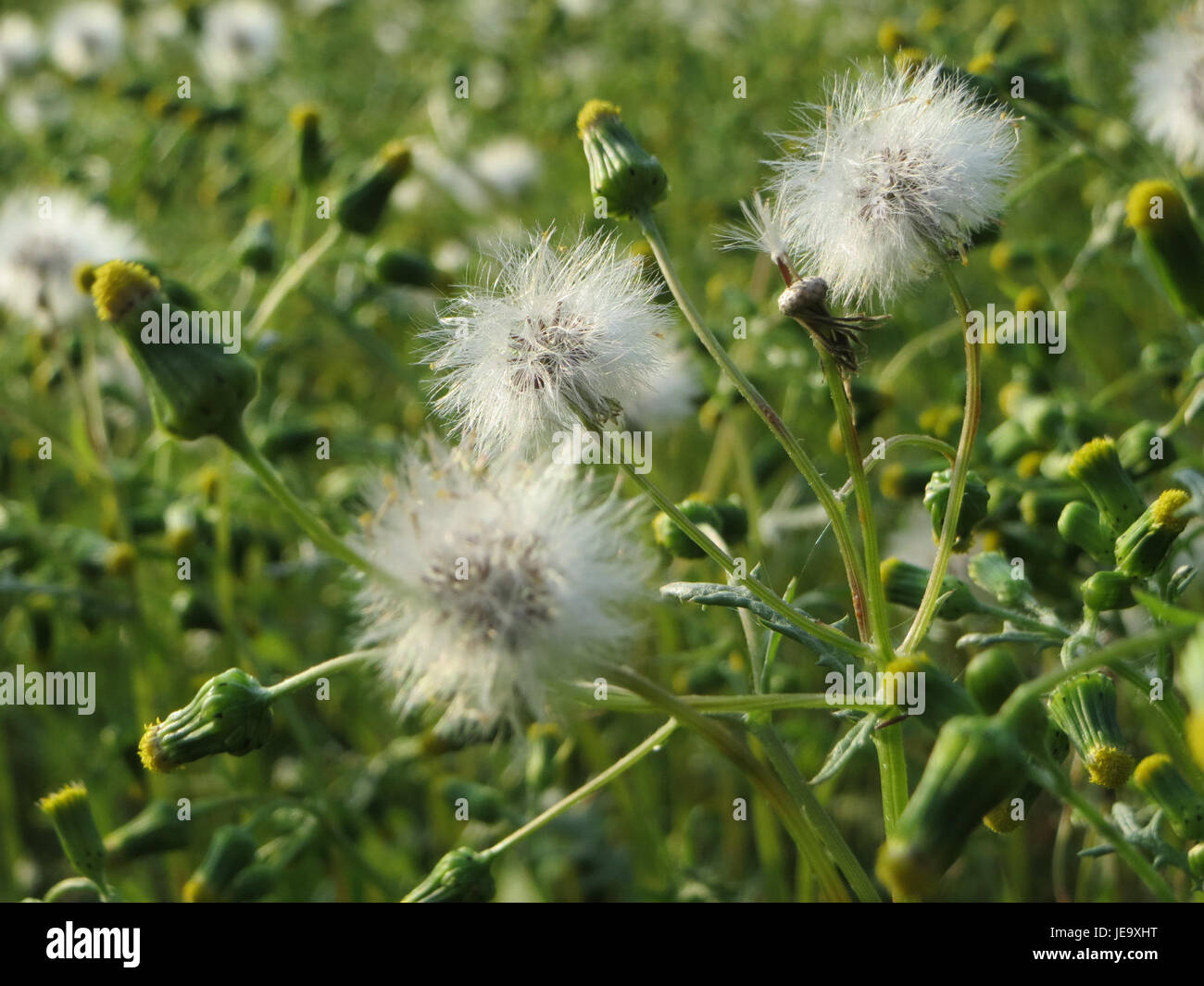 Senecio vulgaris, commonly known as the groundsel, is a plant species ...