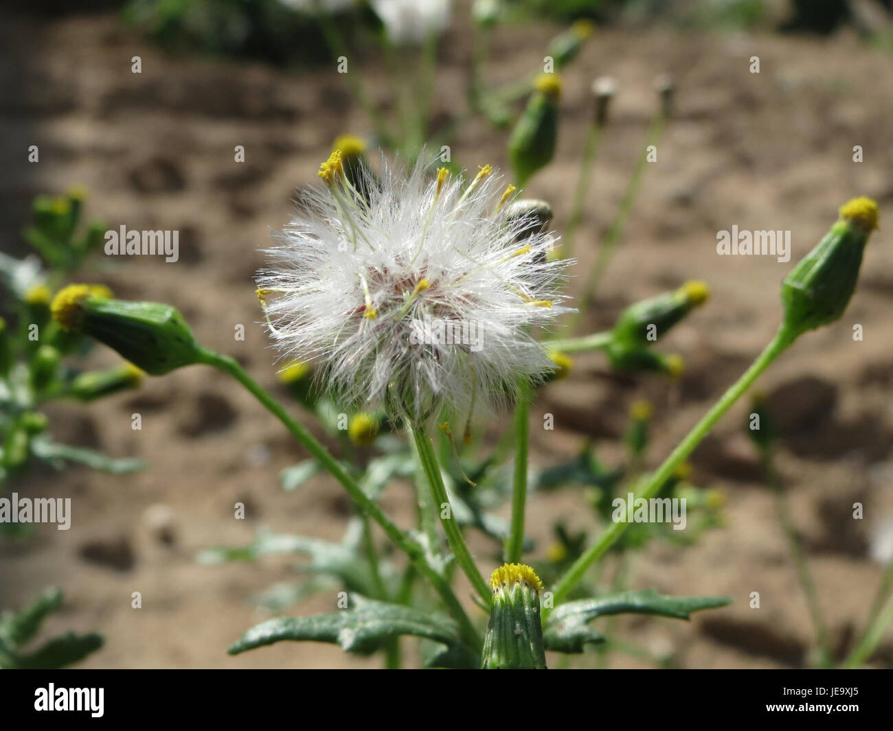 Senecio vulgaris common groundsel hi-res stock photography and images ...