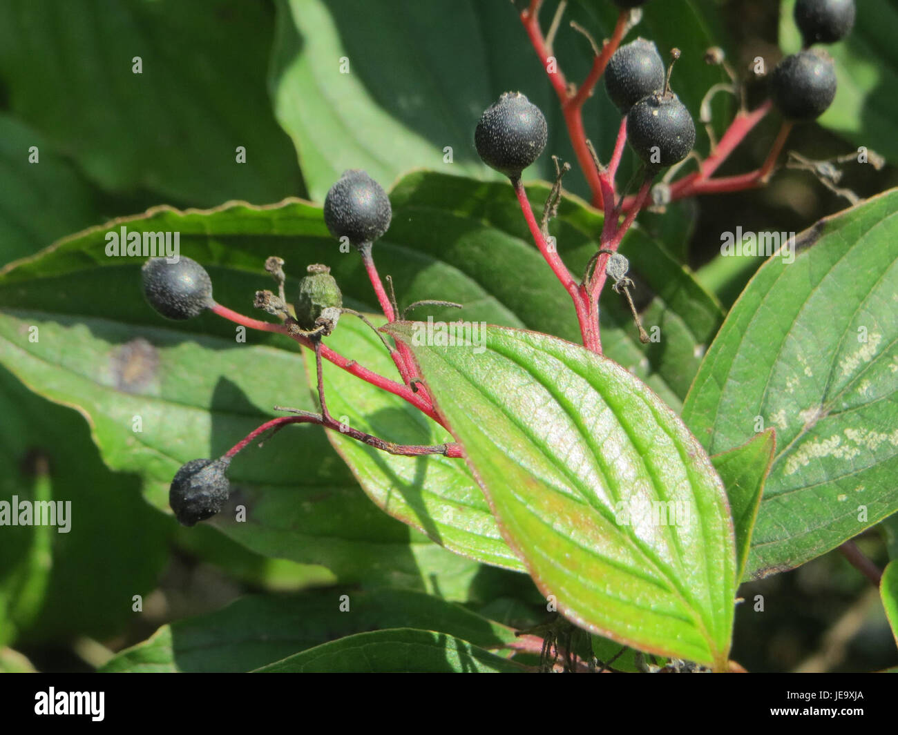 Cornus sanguinea, commonly known as the dogwood, is a deciduous shrub ...