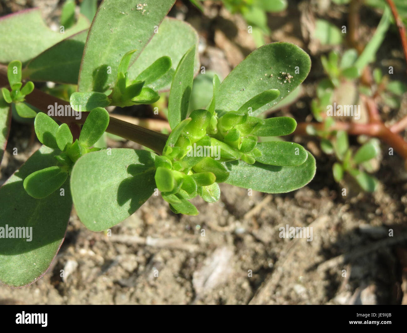 Portulaca oleracea, commonly known as purslane, is a fast-growing ...