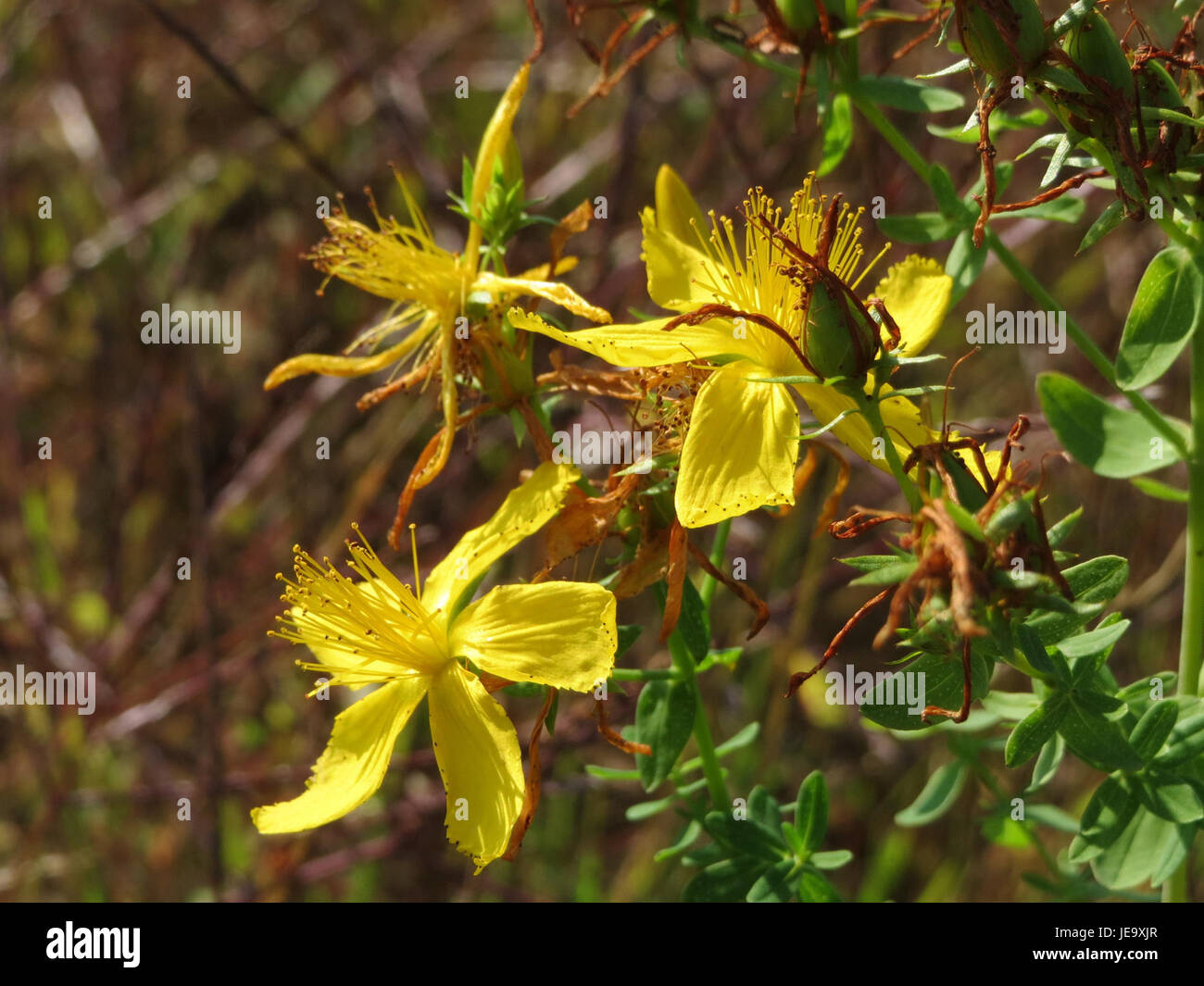 Hypericum perforatum known st hi-res stock photography and images - Alamy