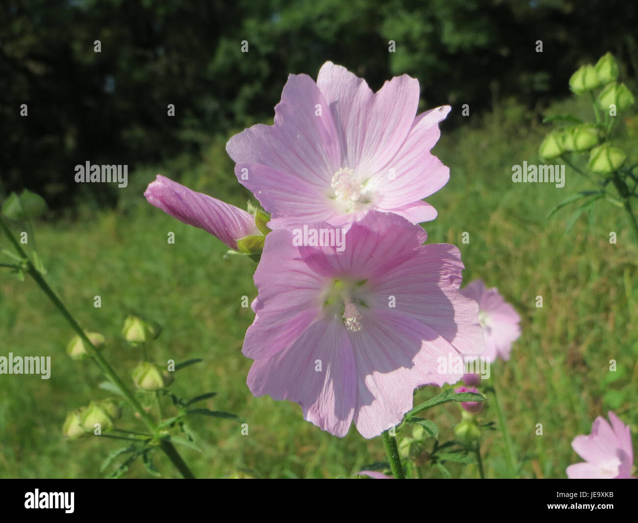 Malva alcea, commonly known as high mallow, is a perennial herbaceous ...