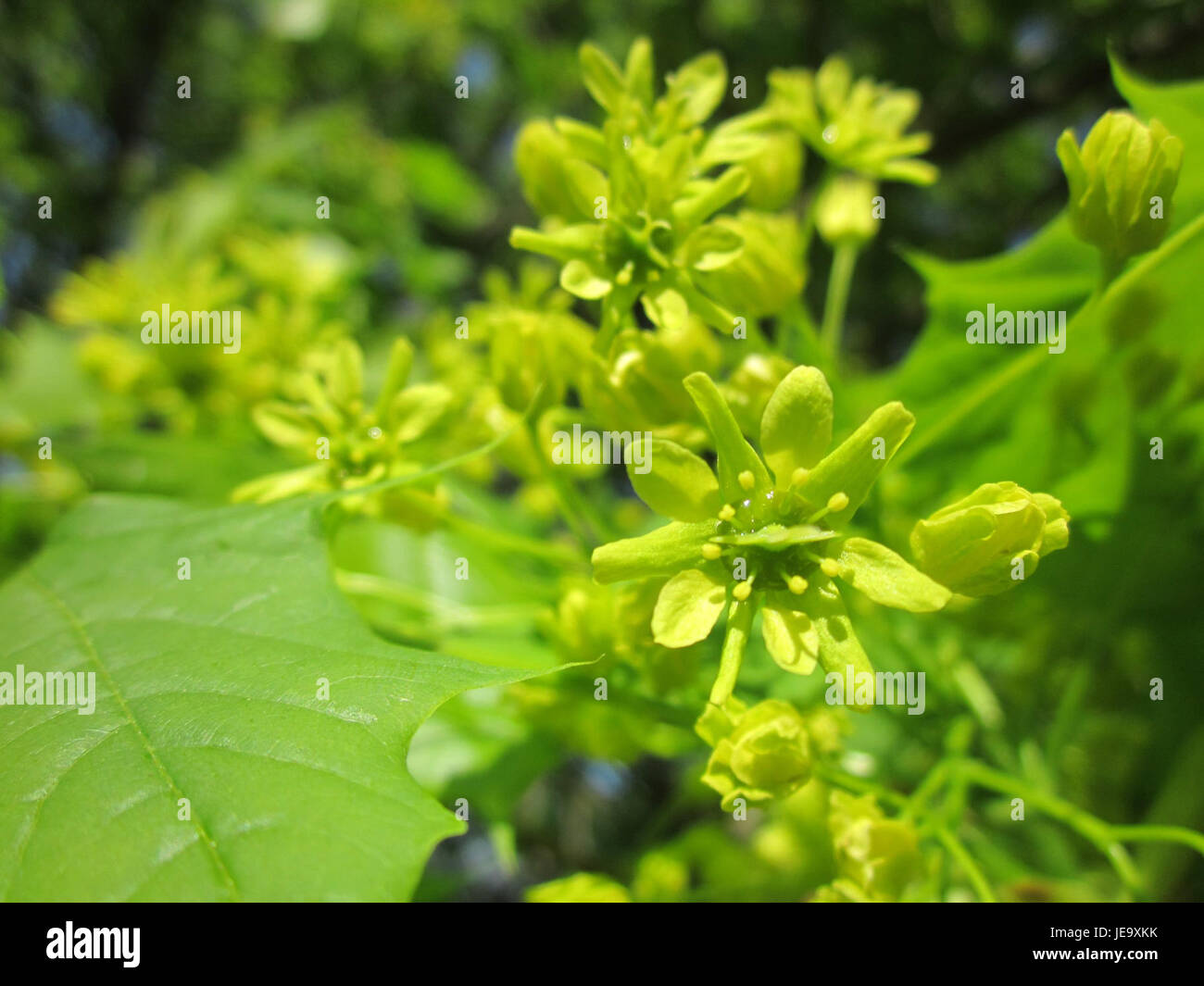 Ash tree characteristics hi-res stock photography and images - Alamy